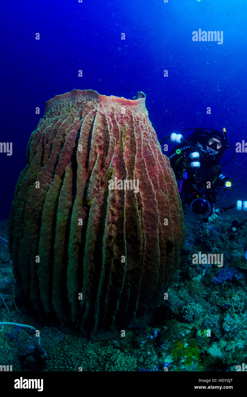 underwater photography with a diver with a huge sponge in Anilao ...