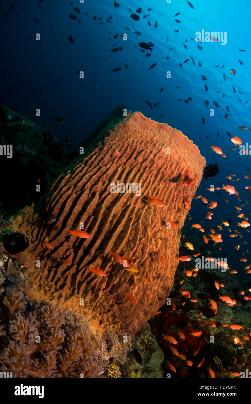 Huge sponge hi-res stock photography and images - Alamy