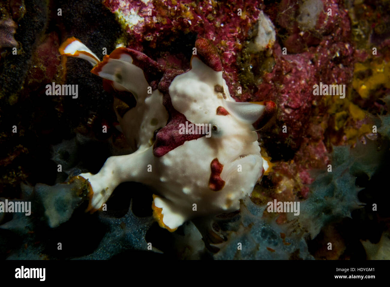 Underwater photography of frog fish in Anilao, Filipines Stock Photo ...