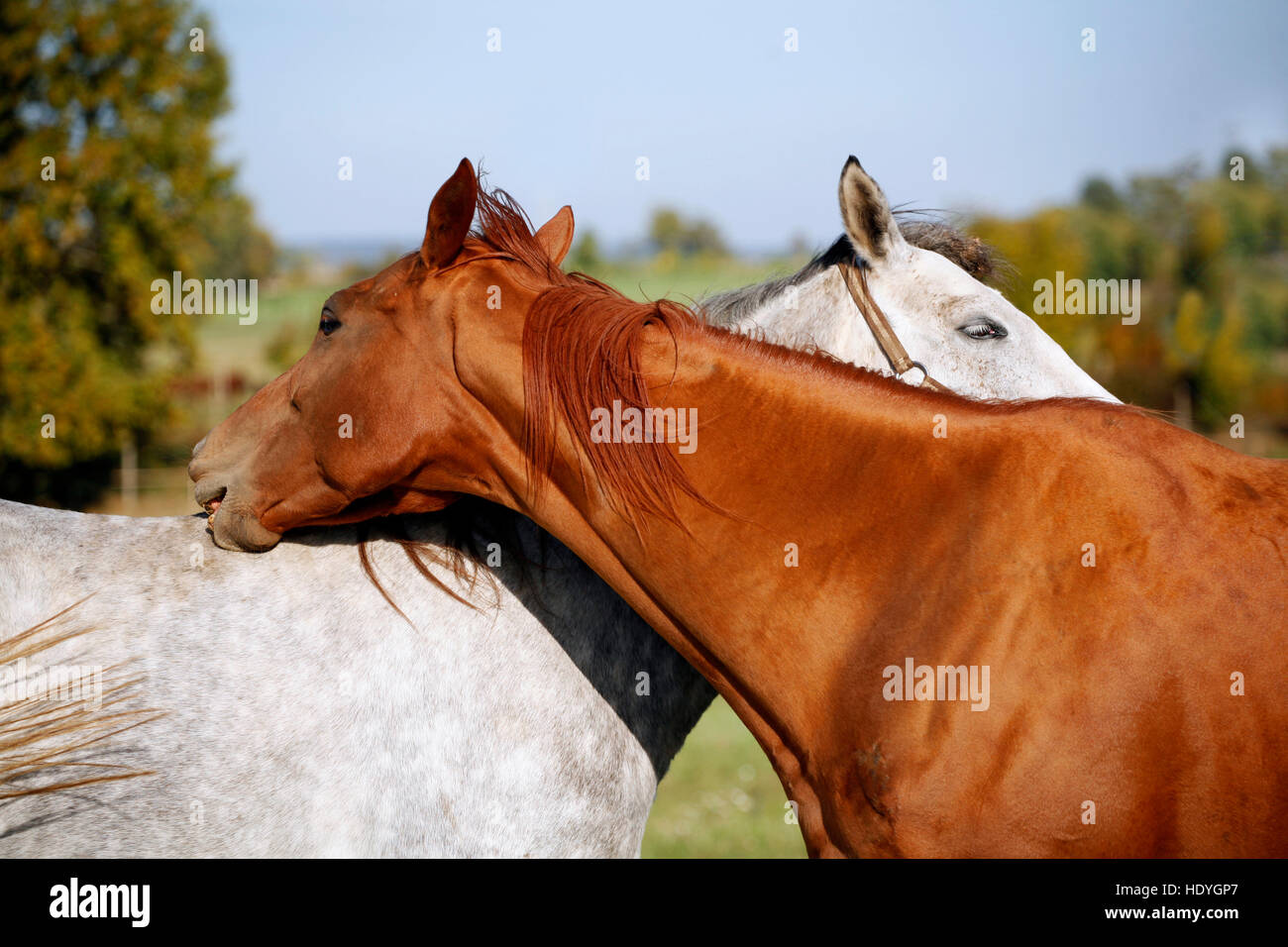 Two beautiful horses playing with each other in a green field on meadow ...
