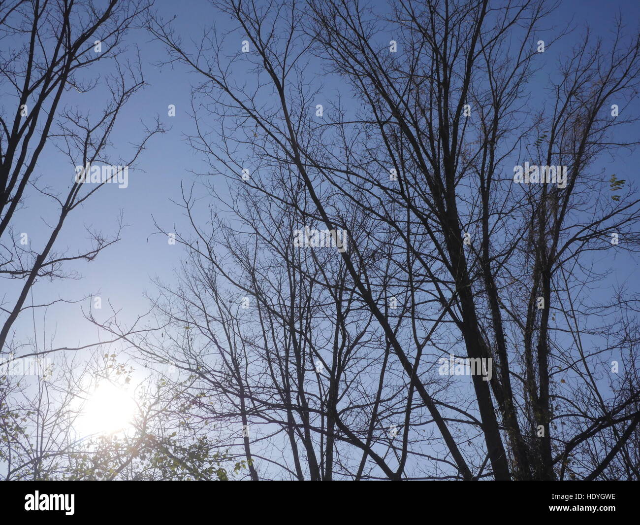 Branches and sky hi-res stock photography and images - Alamy