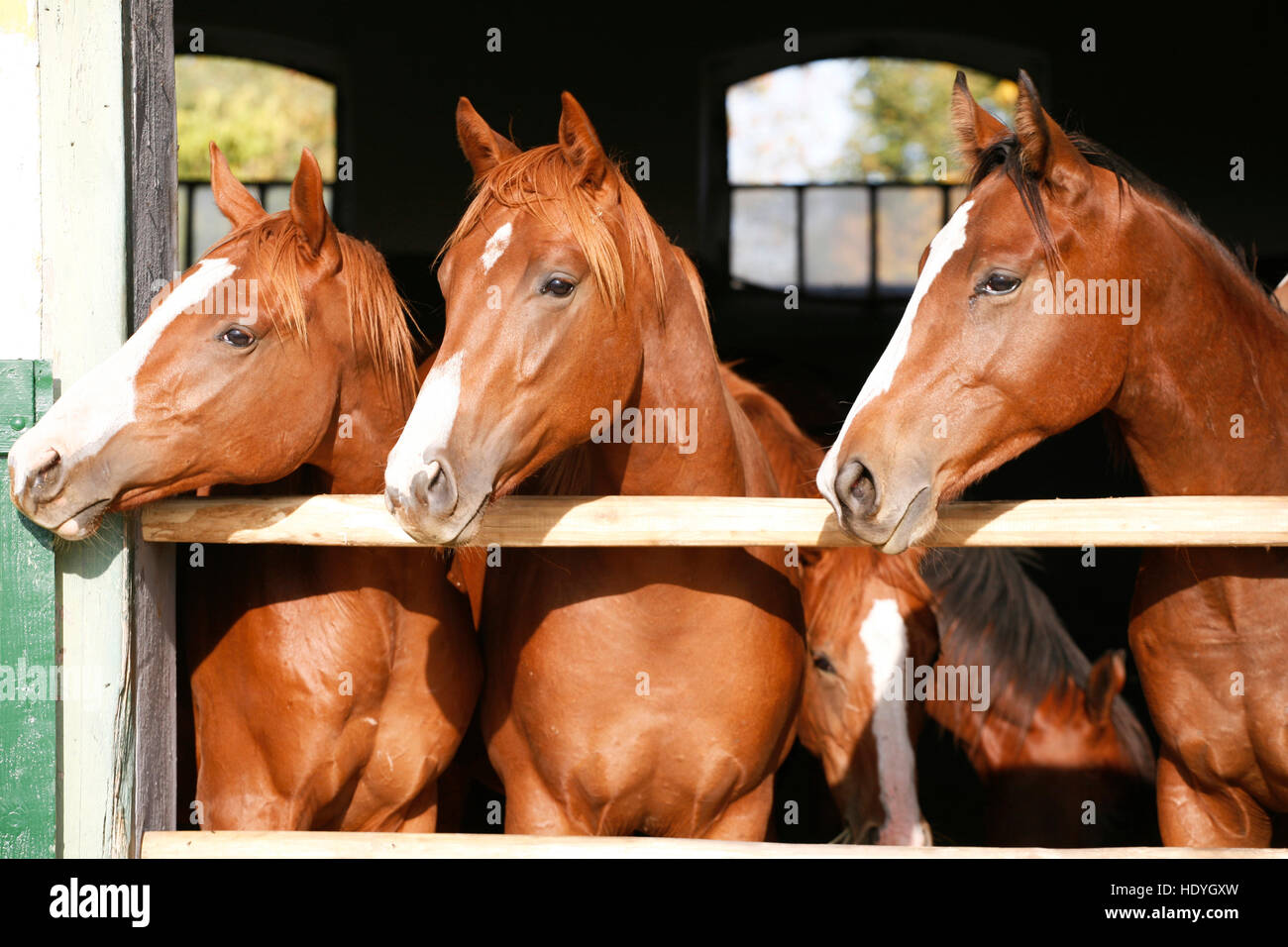 Purebred anglo-arabian chestnut horses standing at the barn door Stock ...