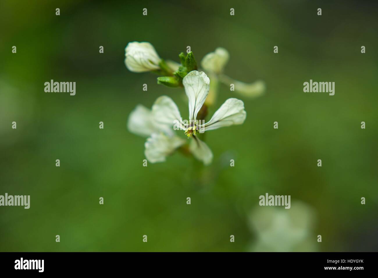 arugula - wild rocket plant flower Stock Photo - Alamy