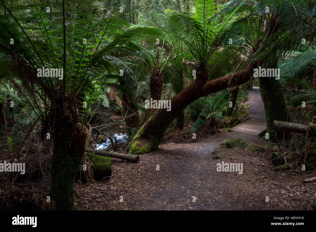 Tasmanian rain forest hi-res stock photography and images - Alamy