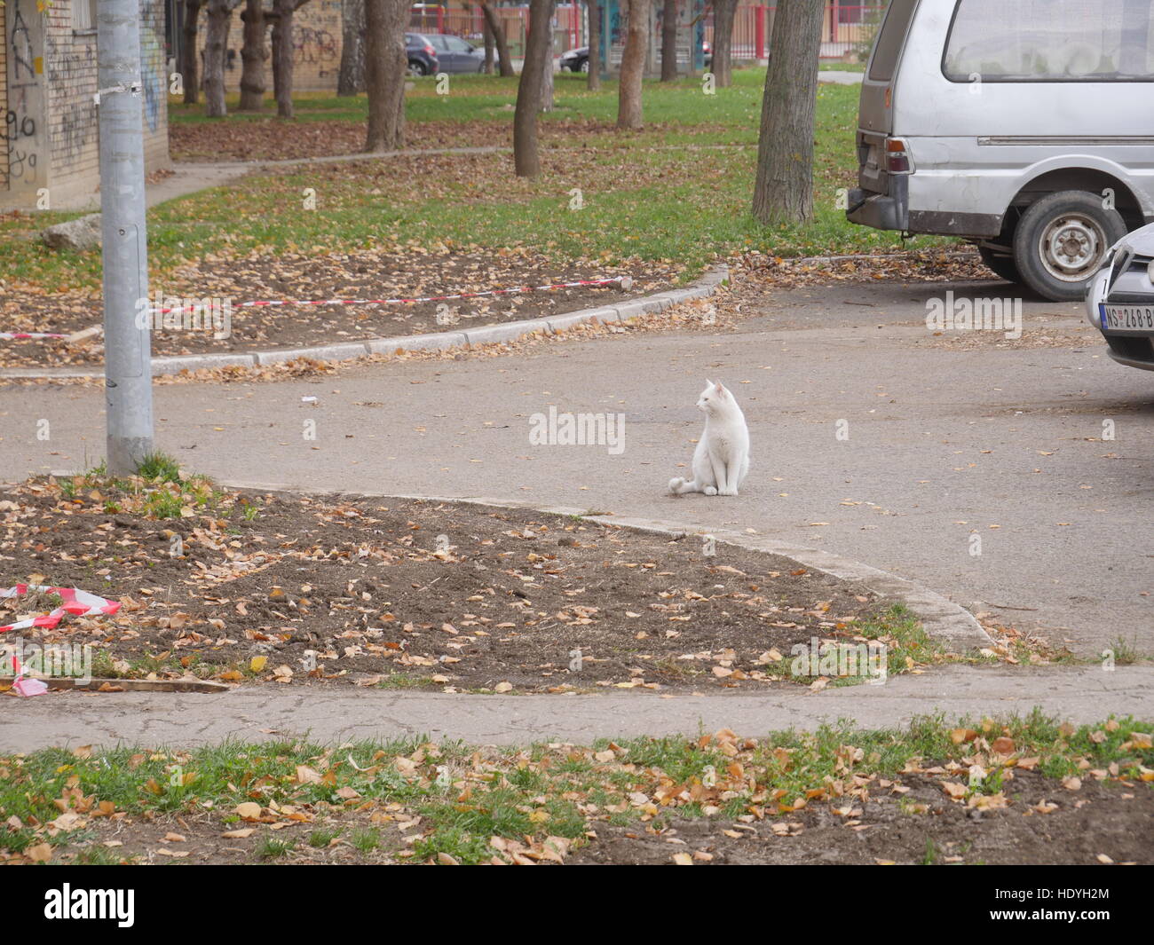 White cat watching in a distance Stock Photo - Alamy