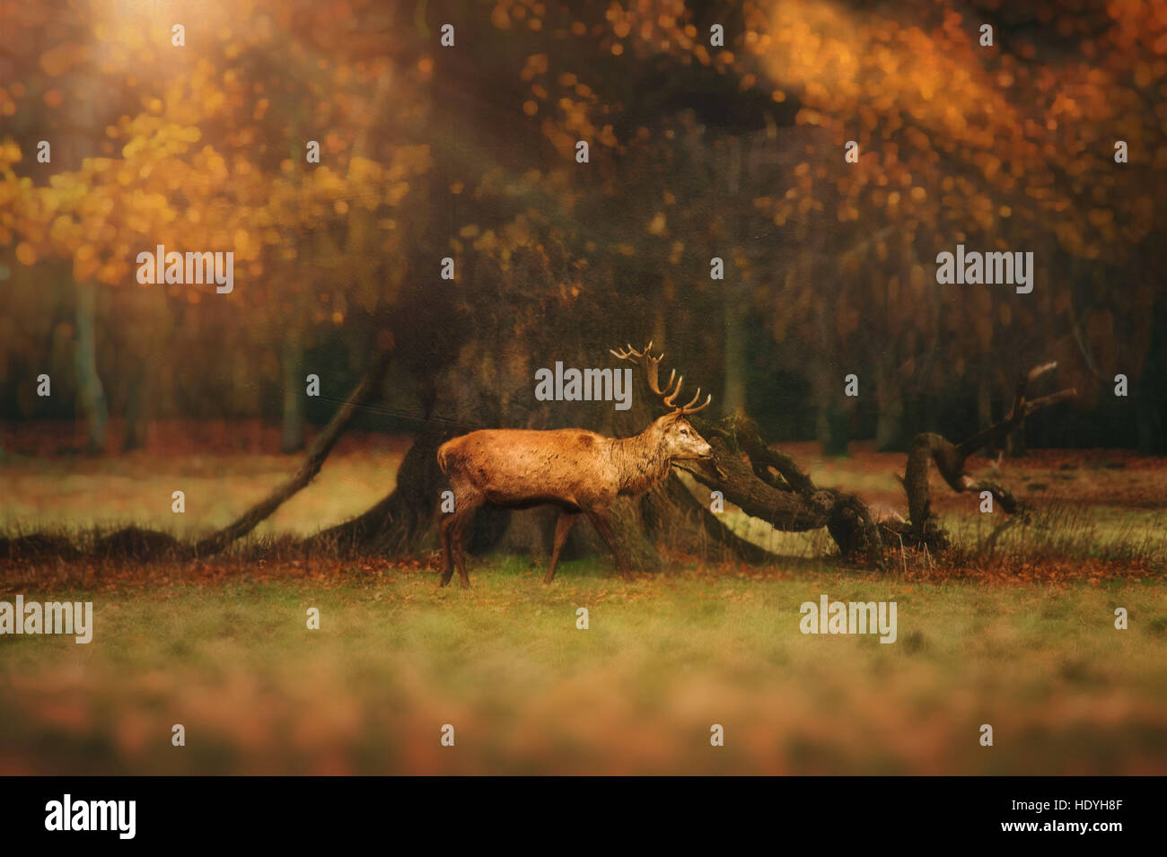 Enchanted forest deer hi-res stock photography and images - Alamy