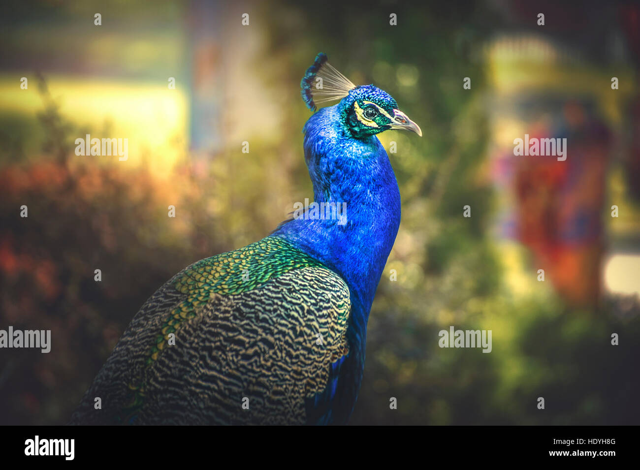 Peacock Art High Resolution Stock Photography and Images - Alamy