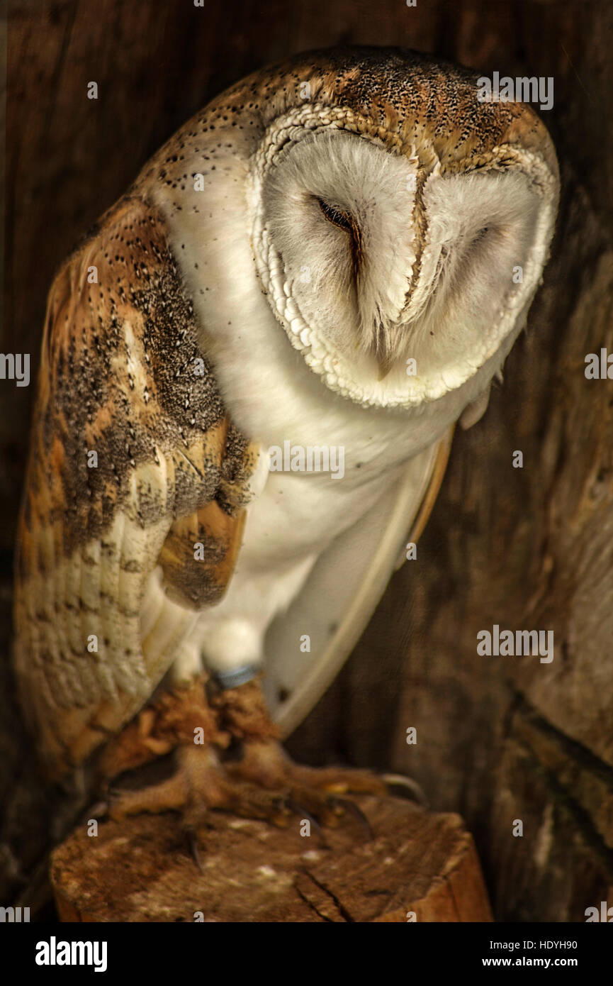 sleeping amazing owl Stock Photo - Alamy