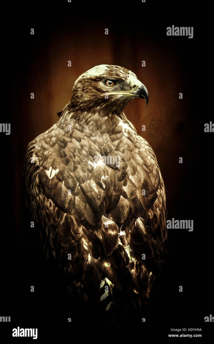 wild big bird,hawk, eagle Stock Photo - Alamy