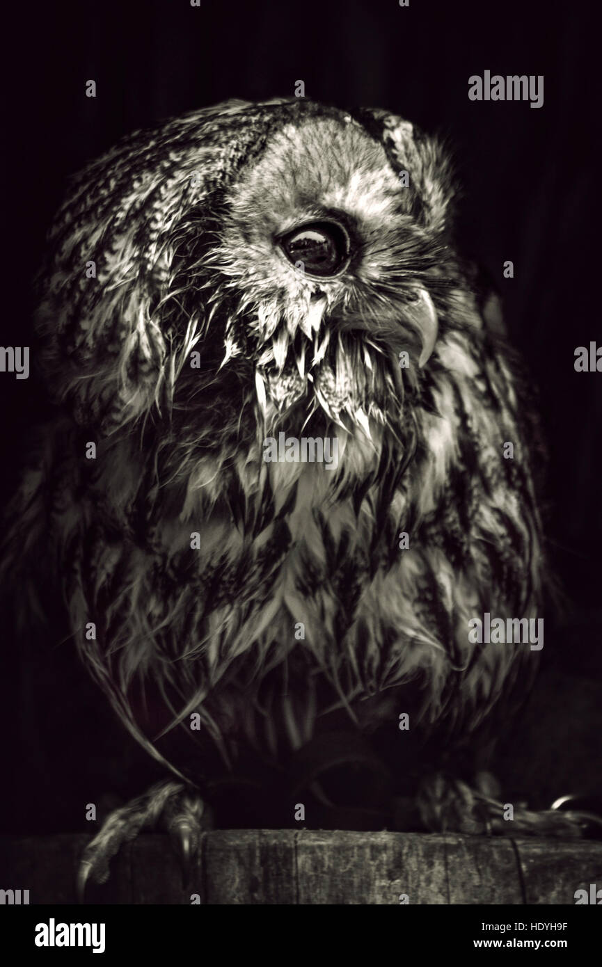 Natural owl hi-res stock photography and images - Alamy