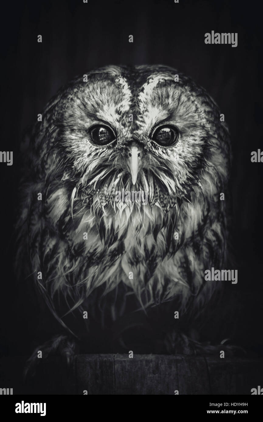 sweet beautiful owl Stock Photo - Alamy