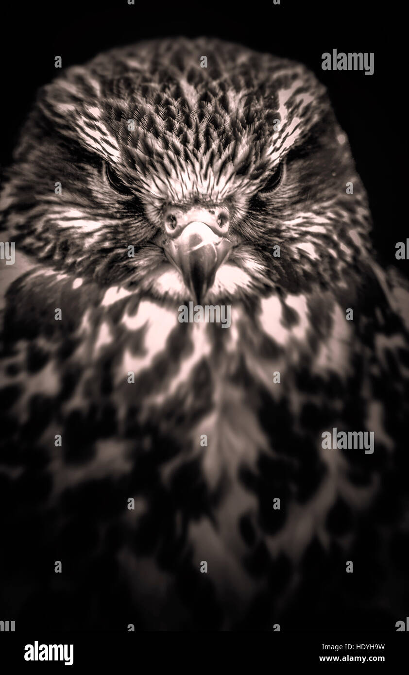 beautiful bird hawk details portrait Stock Photo - Alamy