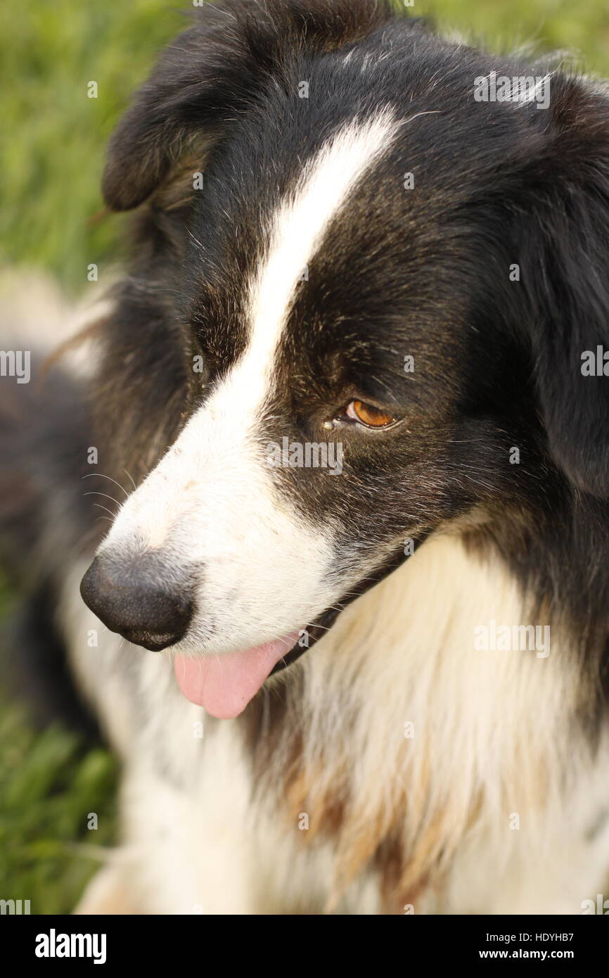 Border collie black white face hi-res stock photography and images - Alamy