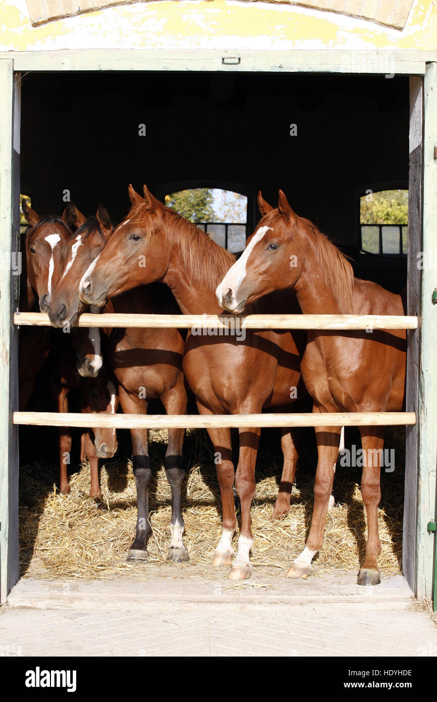 Nice thoroughbred young horses standing at the stable door summer ...