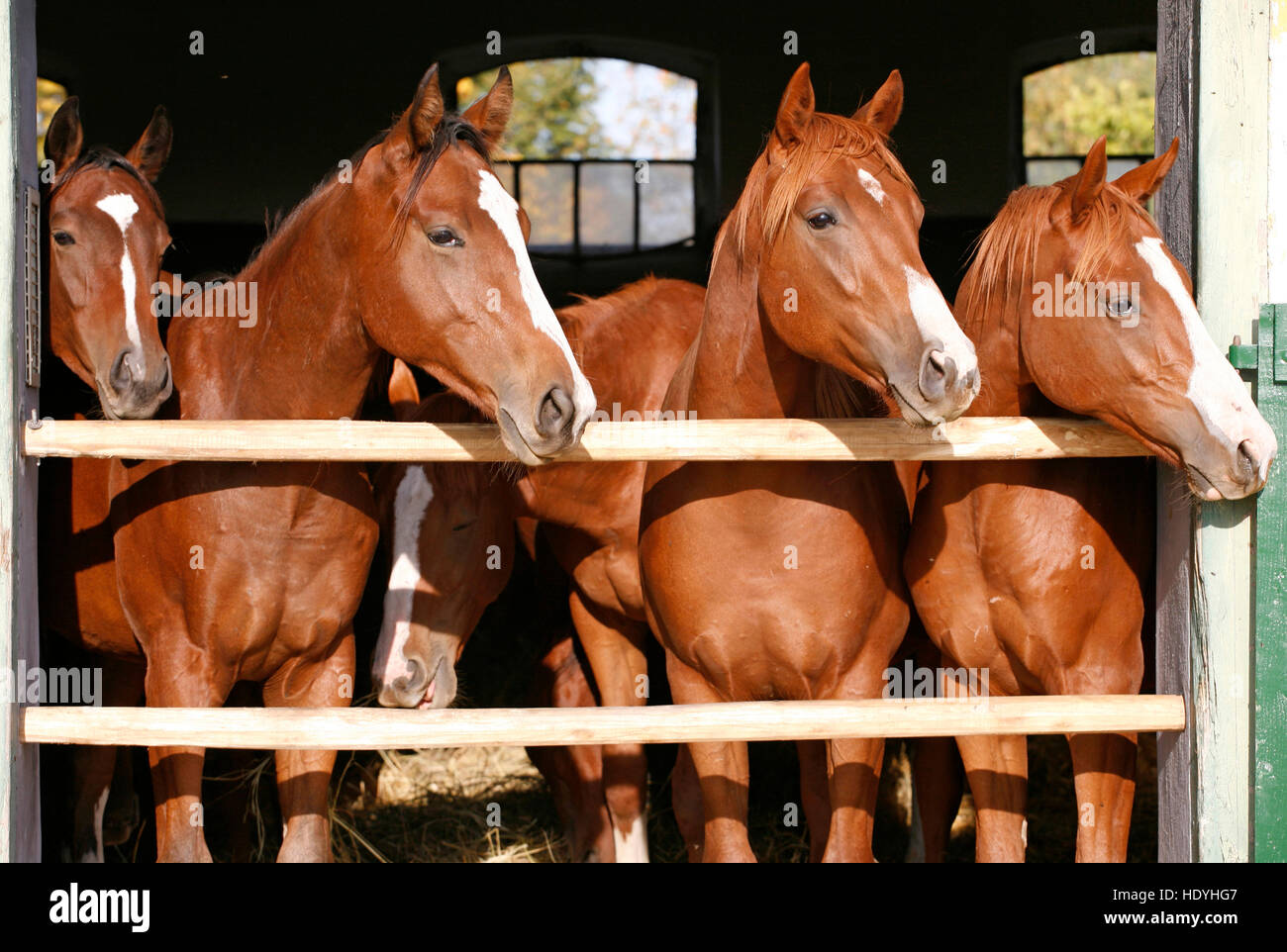 Purebred anglo-arabian chestnut horses standing at the barn door Stock ...