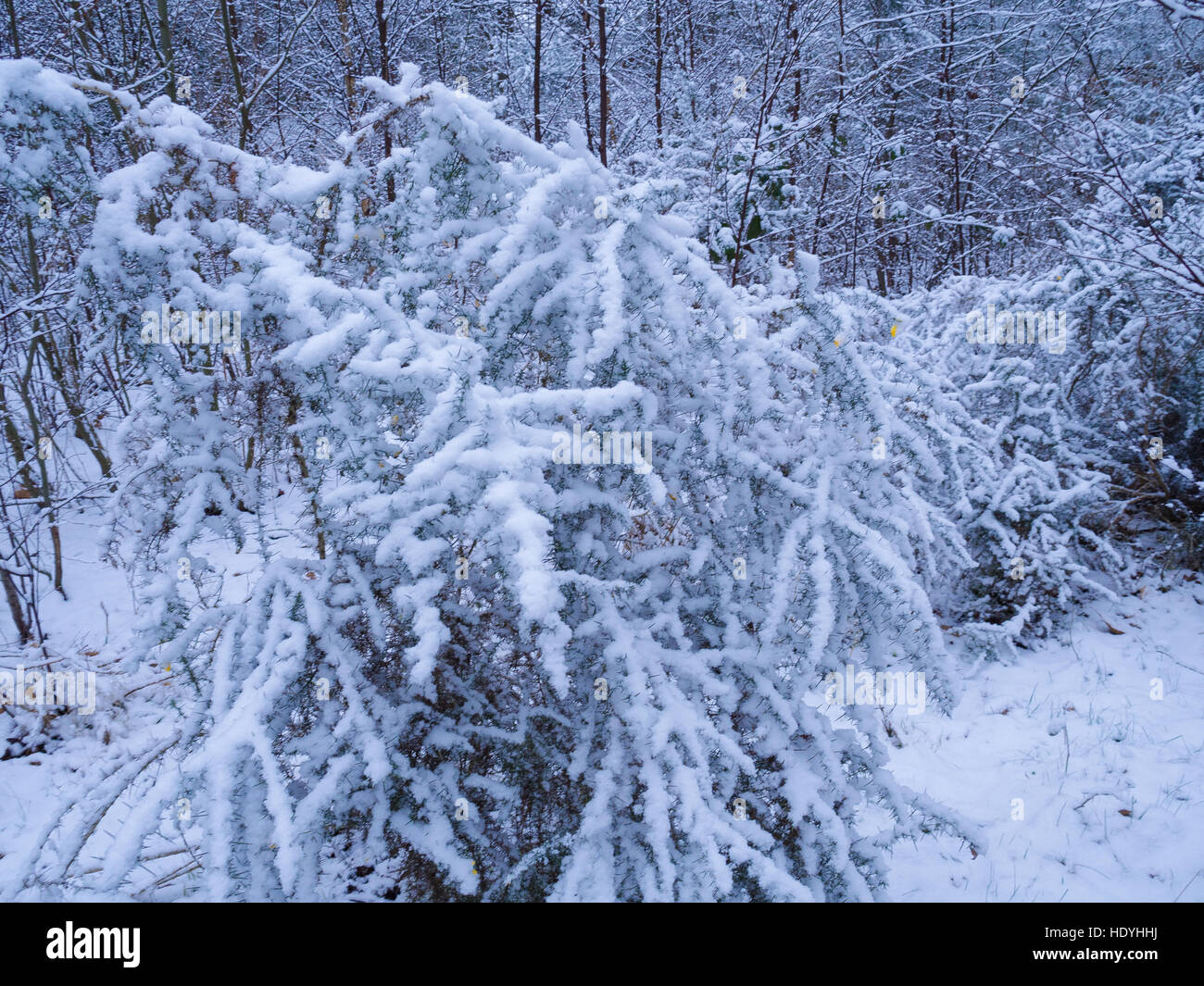 English wintery country scene Stock Photo - Alamy