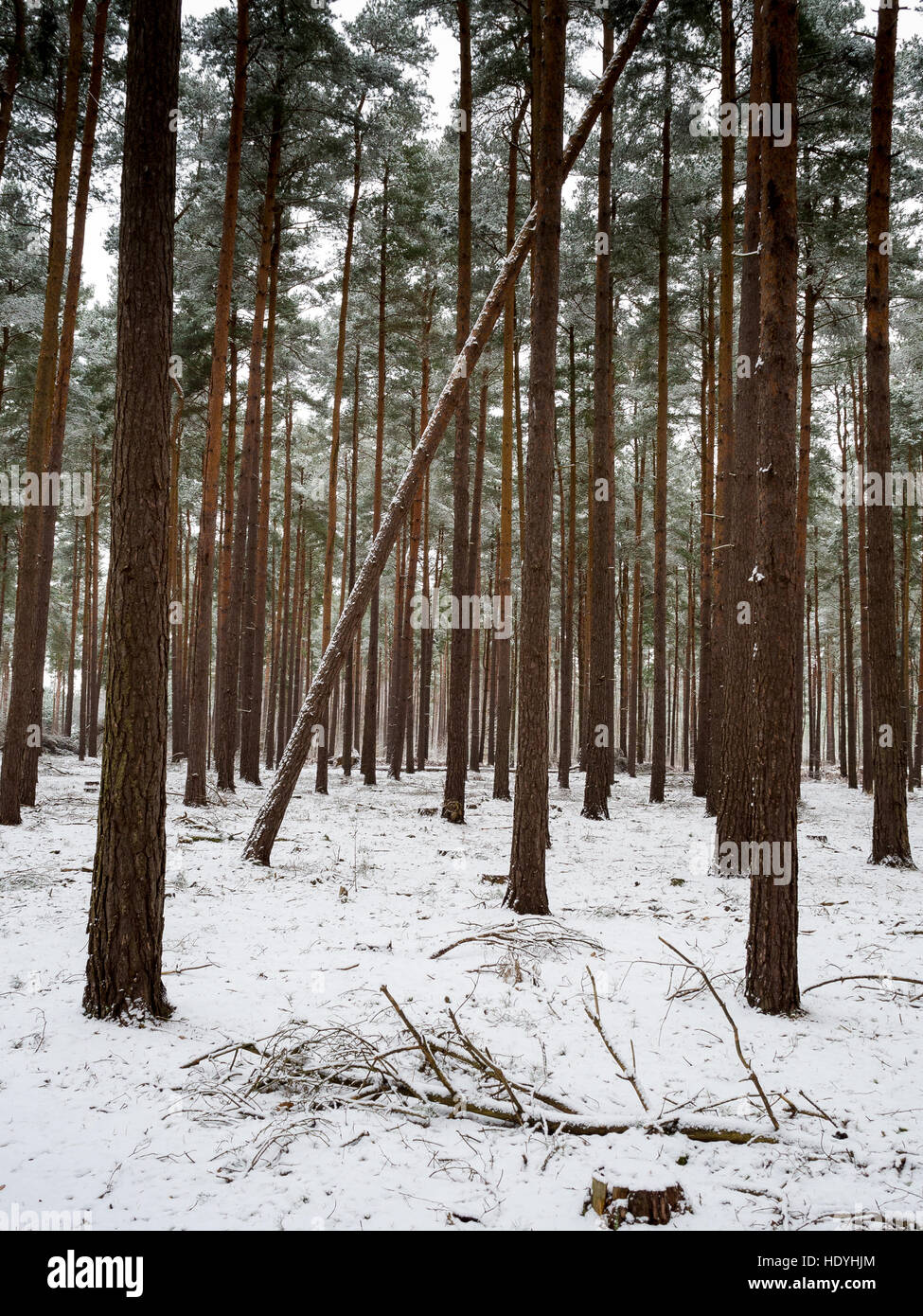 English wintery country scene Stock Photo - Alamy