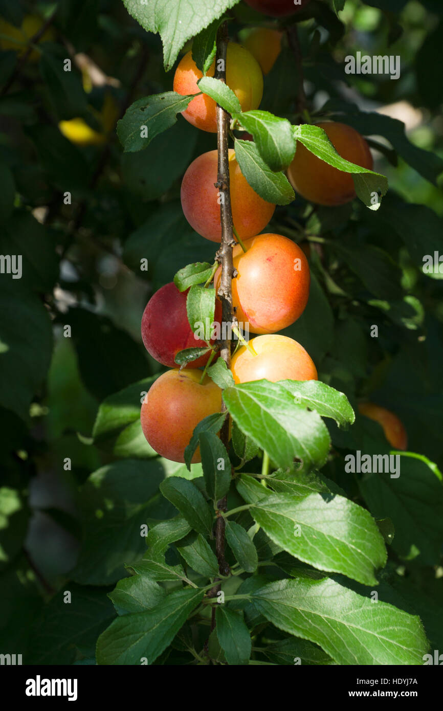 red ripe plums among the leaves on a tree branch Stock Photo - Alamy