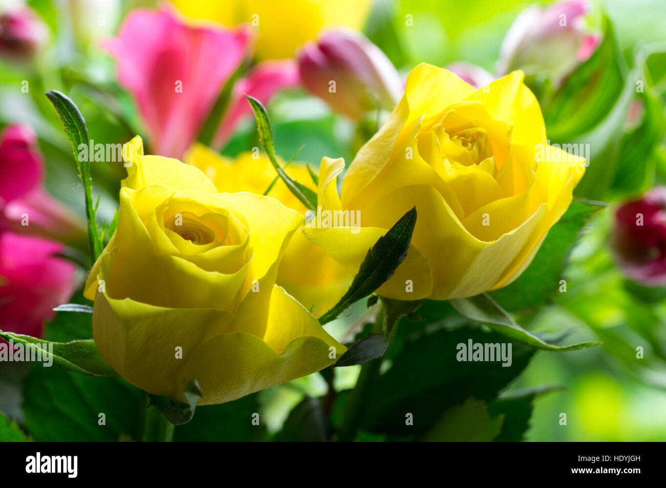 Soft Yellow Roses Stock Photo - Alamy