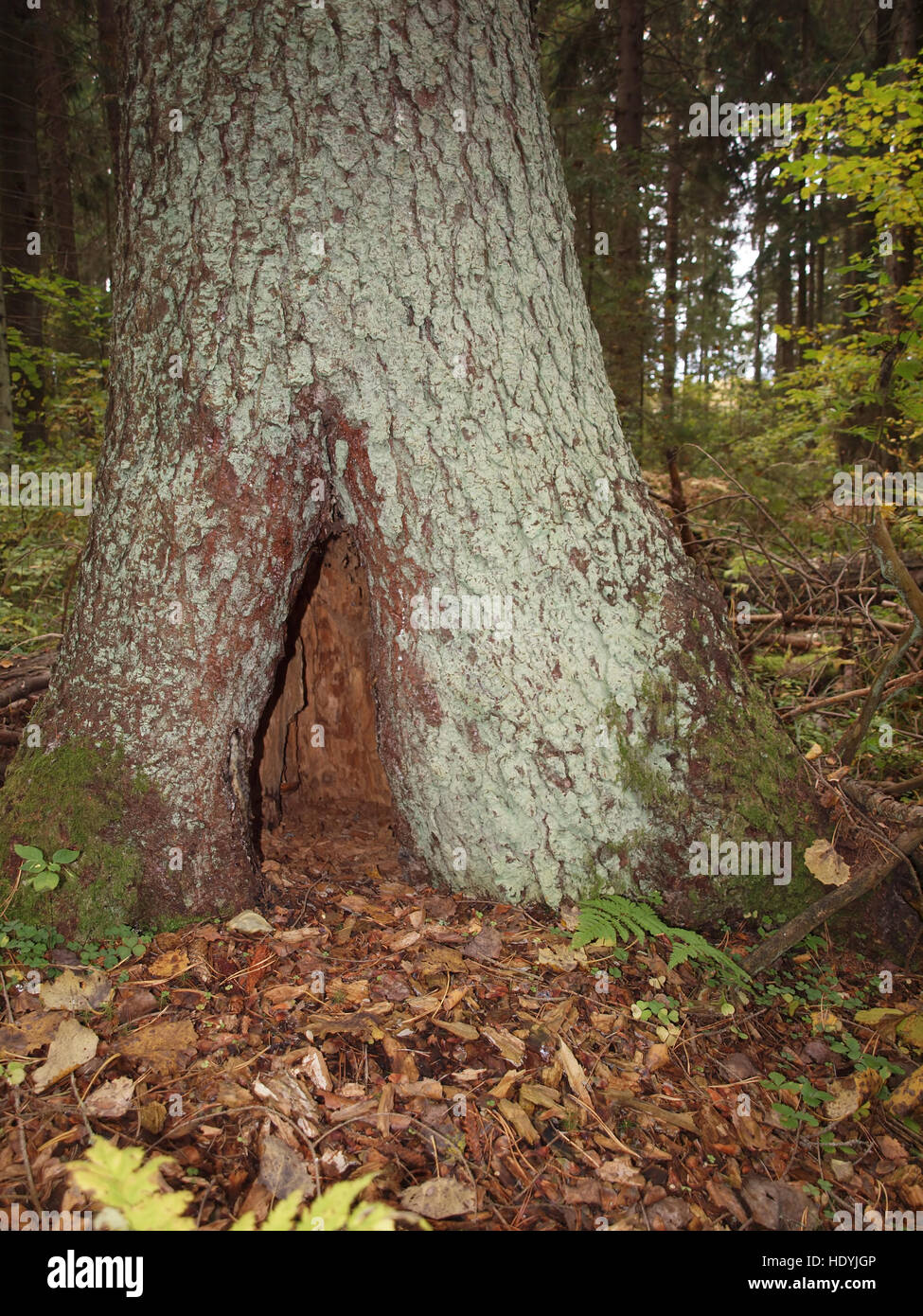 Old spruce tree hi-res stock photography and images - Alamy
