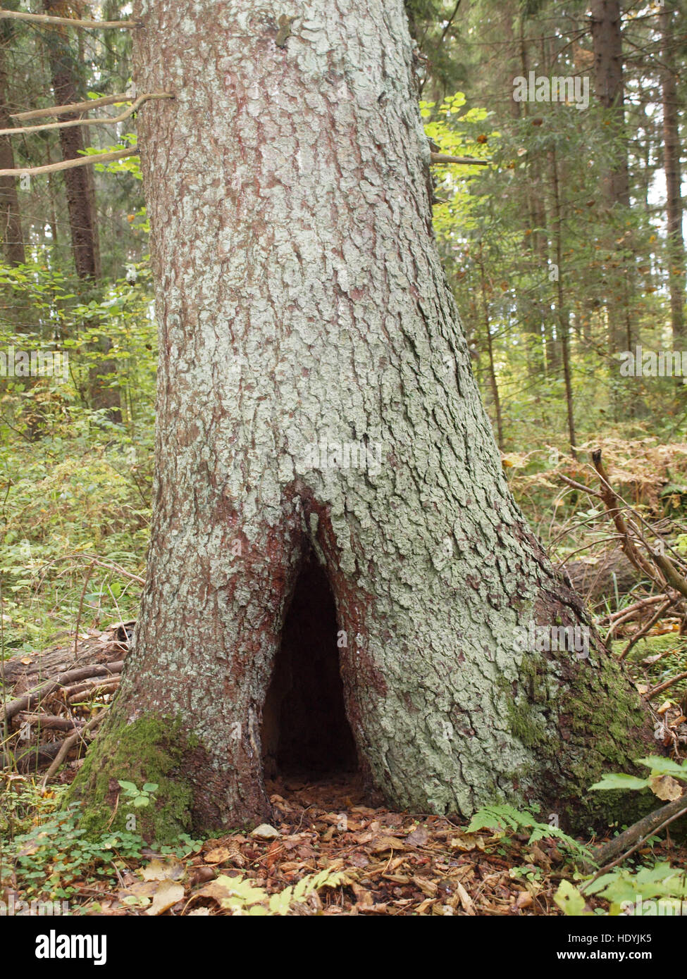 Old spruce tree hi-res stock photography and images - Alamy