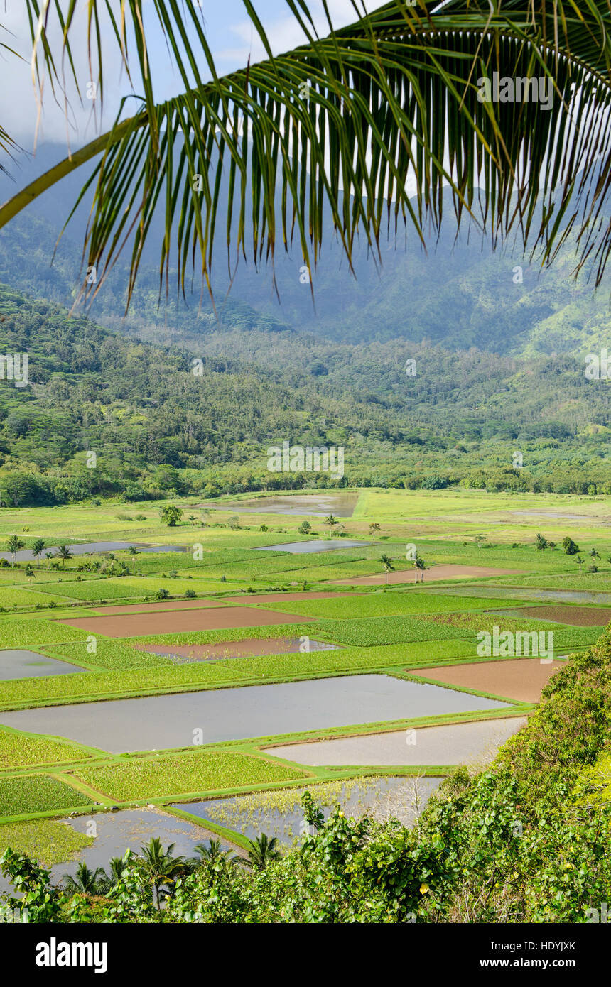 Taro fields in Hanalei National Wildlife Refuge, Hanalei Valley, Kauai ...