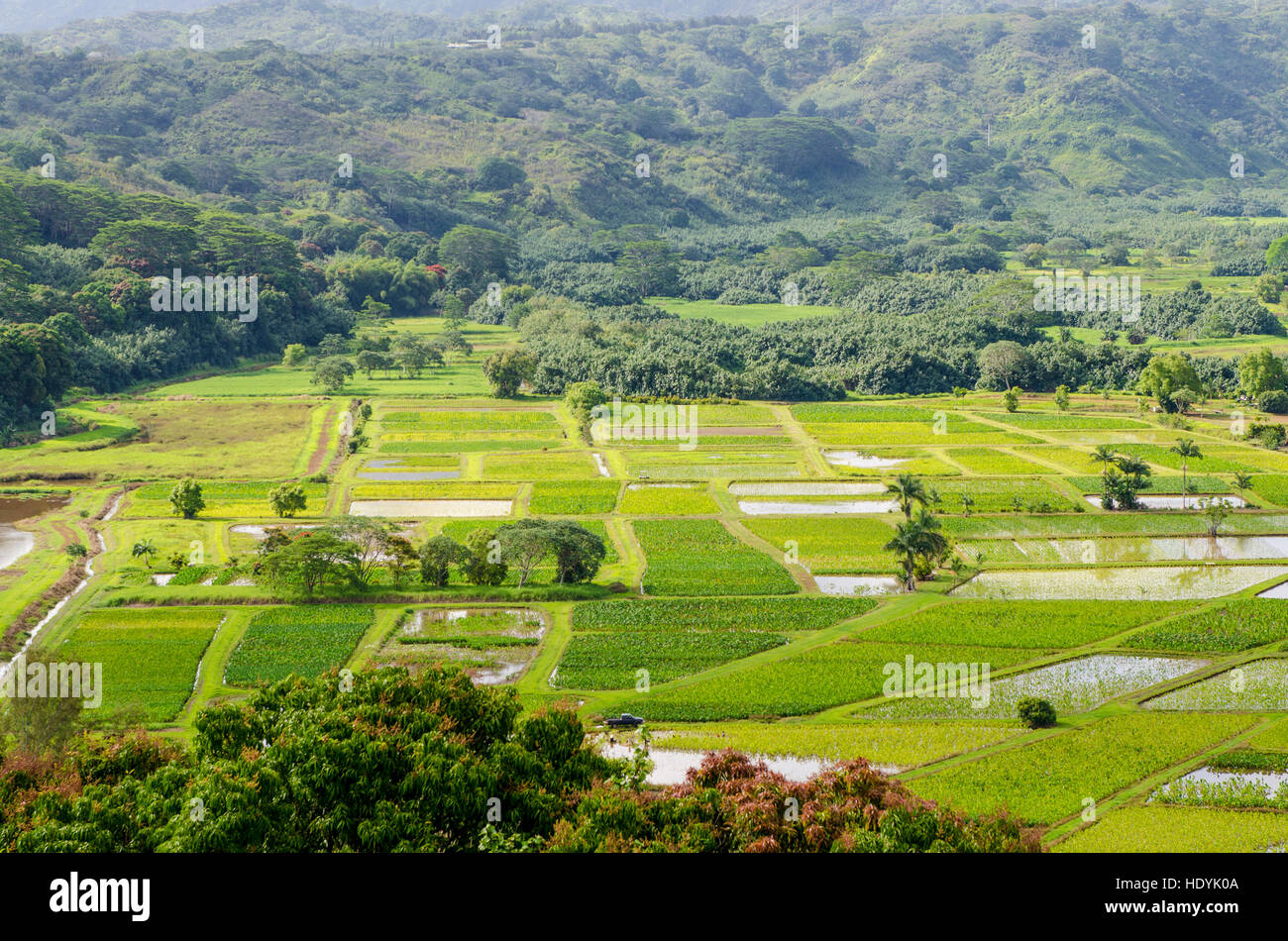 Taro fields in Hanalei National Wildlife Refuge, Hanalei Valley, Kauai ...