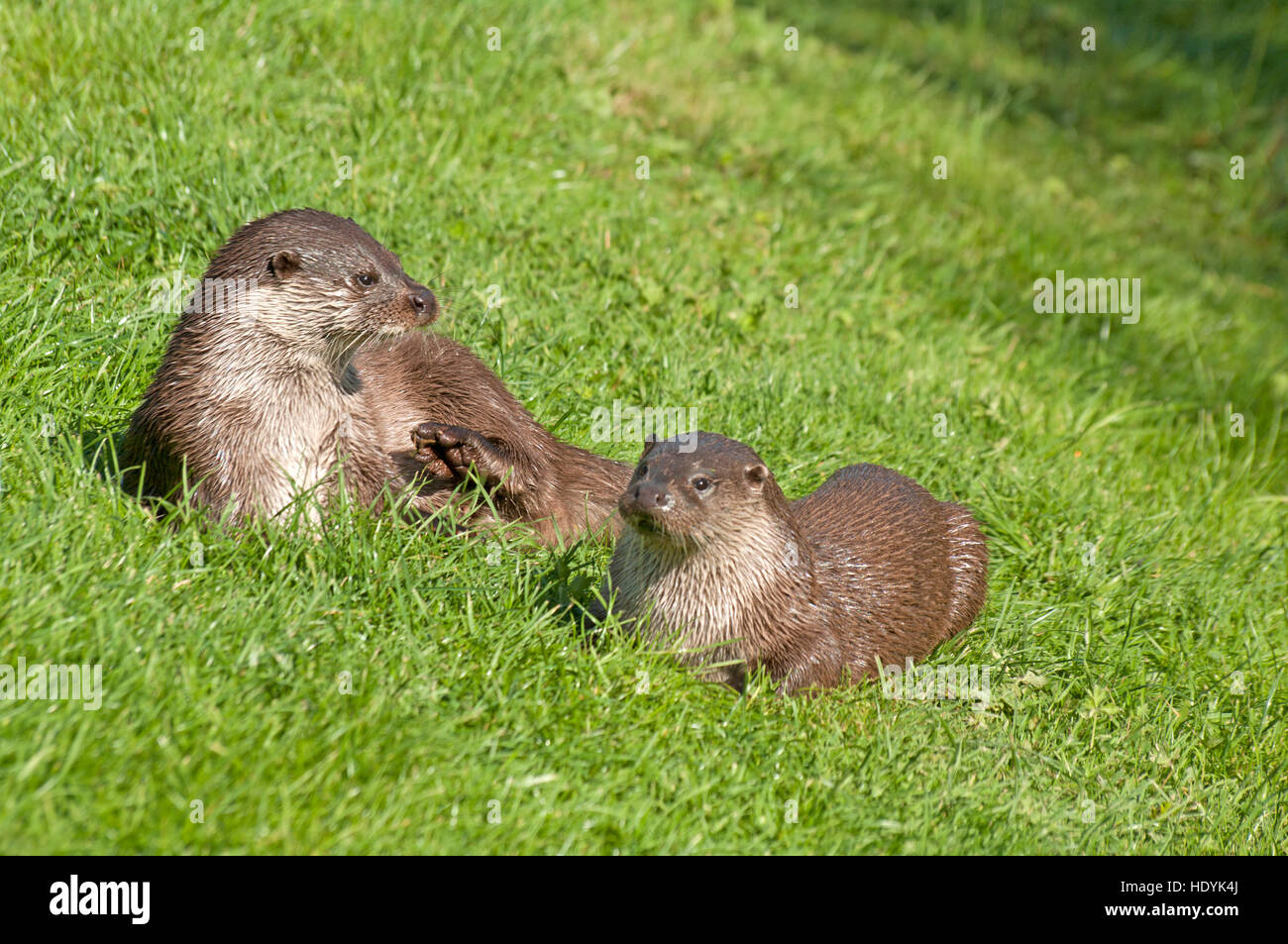 British Otter, Ultra Ultra, Surrey Stock Photo - Alamy