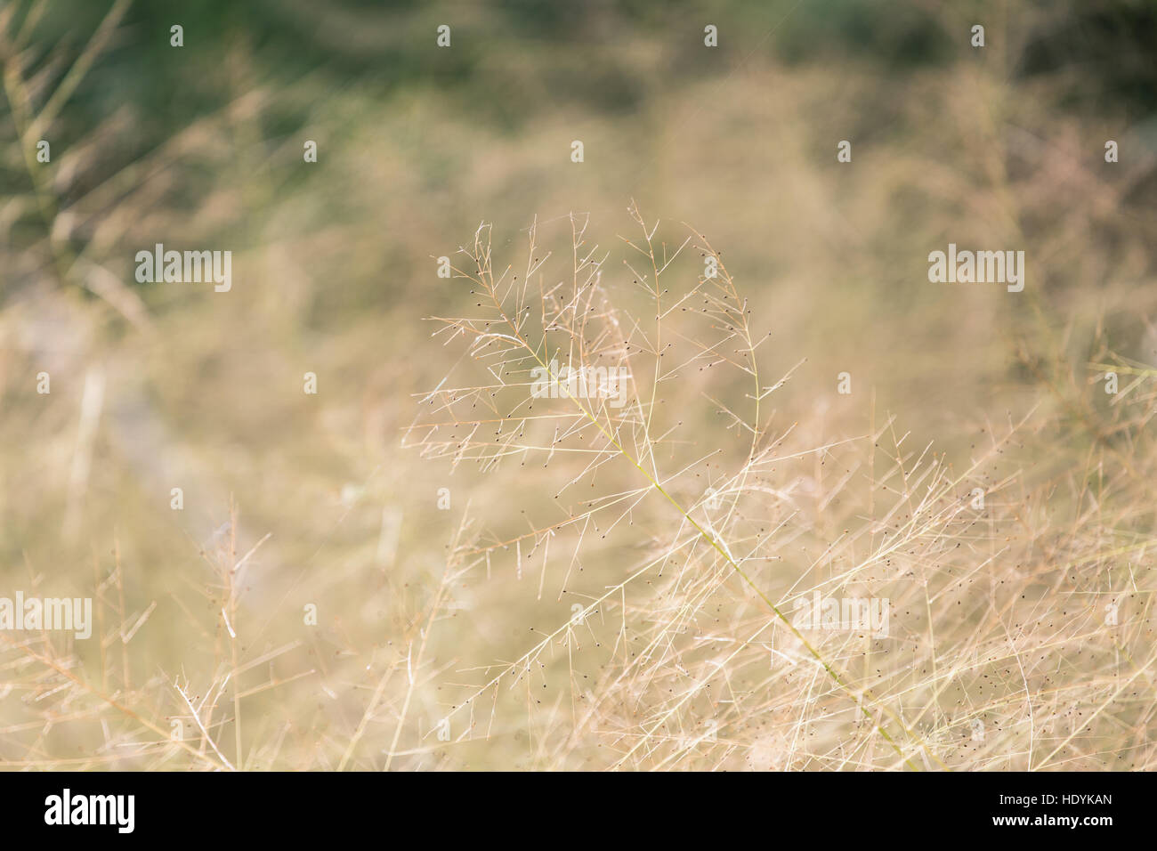 Very slim grass hi-res stock photography and images - Alamy
