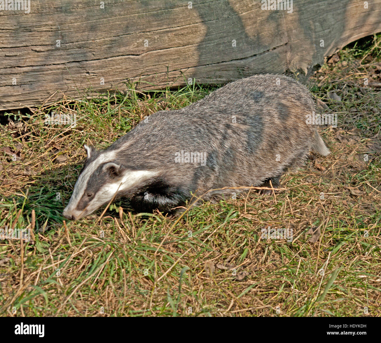 Badger, Meles Meles, Surrey; England Stock Photo - Alamy