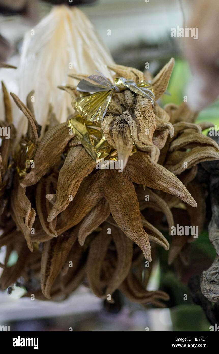 Dried starfish in an esoteric shop in Bolivia to be used in rituals for ...