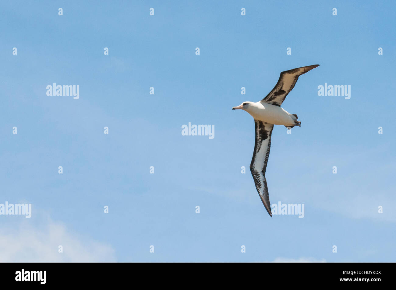Laysan Albatross (Phoebastria immutabilis) Kilauea Point National ...