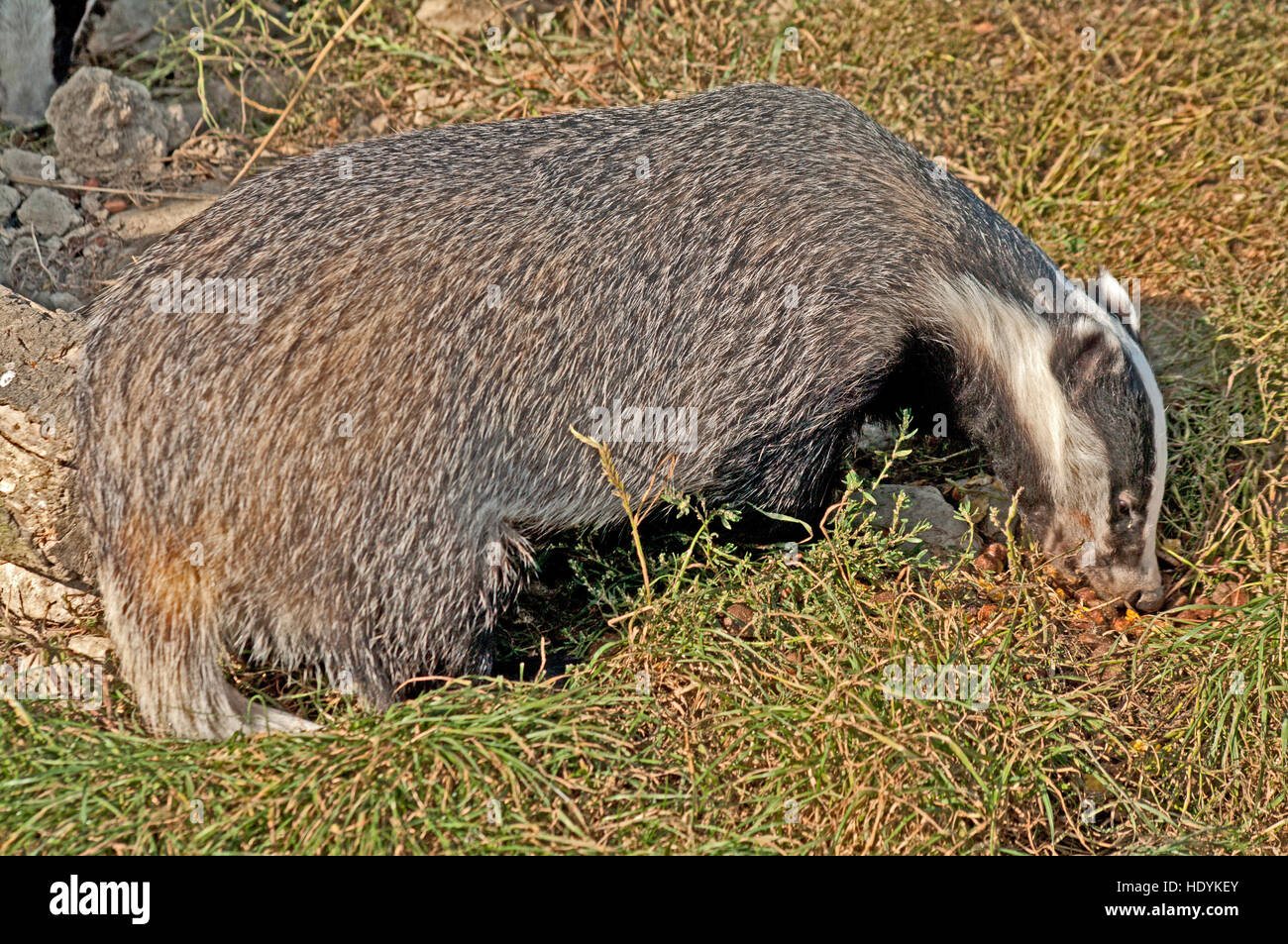 Badger, Meles Meles, Surrey; England, Captive Stock Photo - Alamy