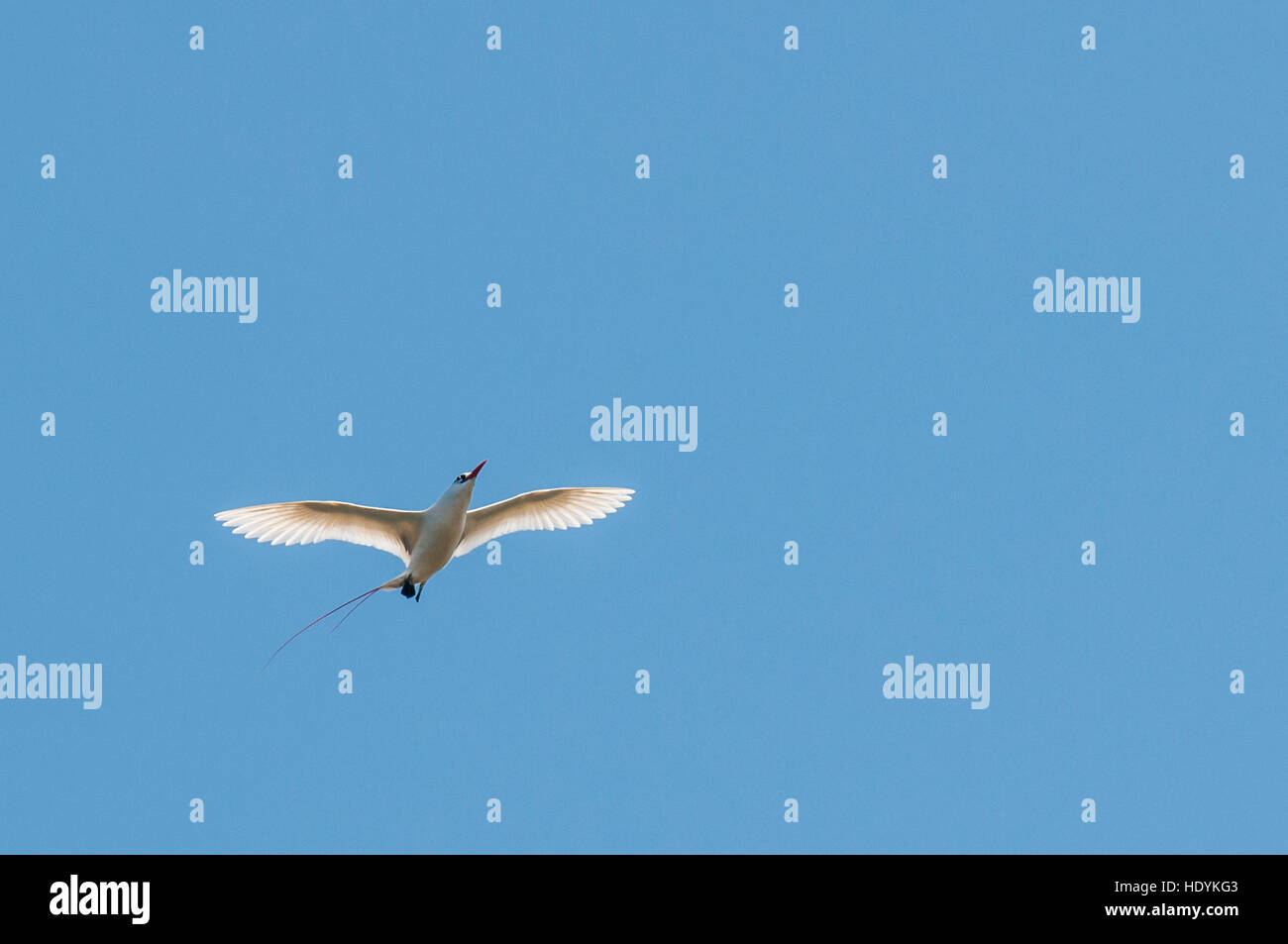 White tailed tropicbird hawaii hi-res stock photography and images - Alamy