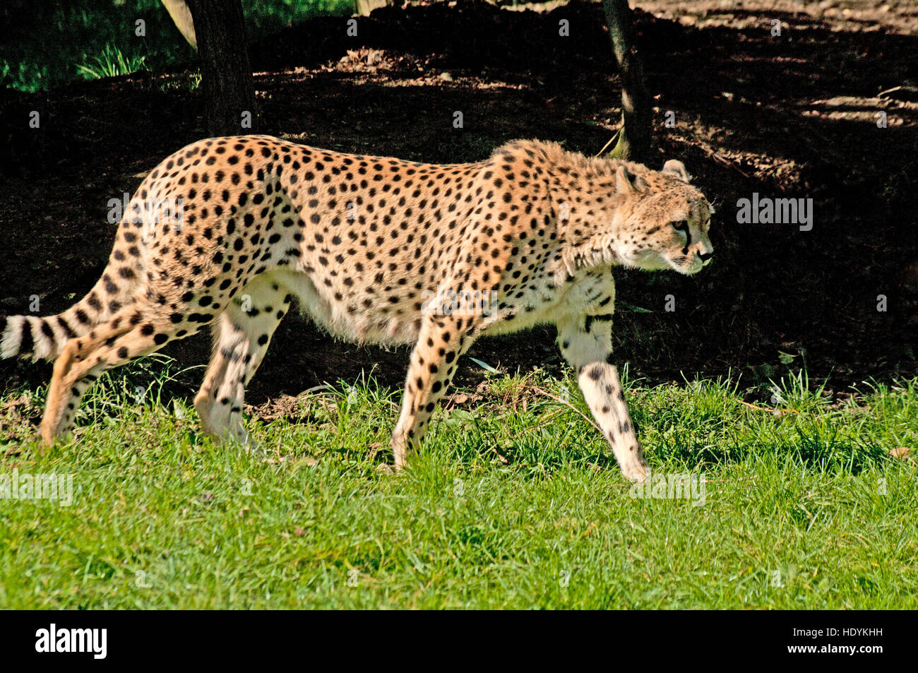 Cheetah, Acinonyx Jubatus, Africa, Captive Stock Photo - Alamy