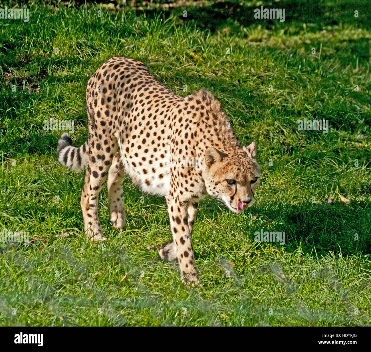 Cheetah, Acinonyx Jubatus, Africa, Captive Stock Photo - Alamy