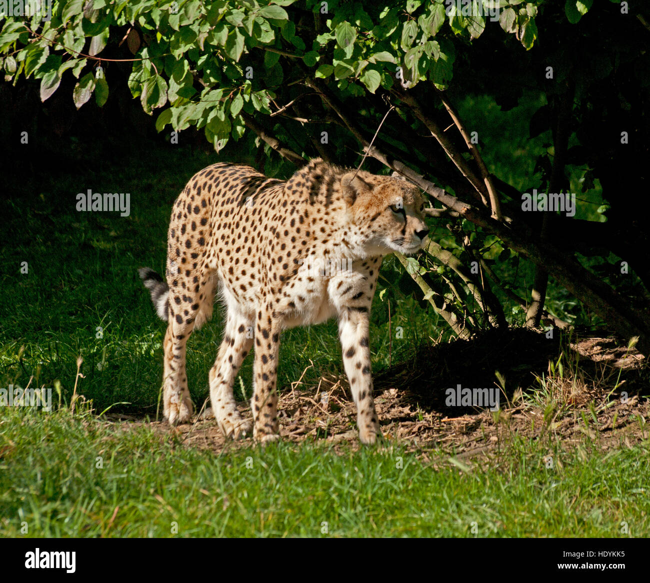 Cheetah, Acinonyx Jubatus, Africa, Captive Stock Photo - Alamy