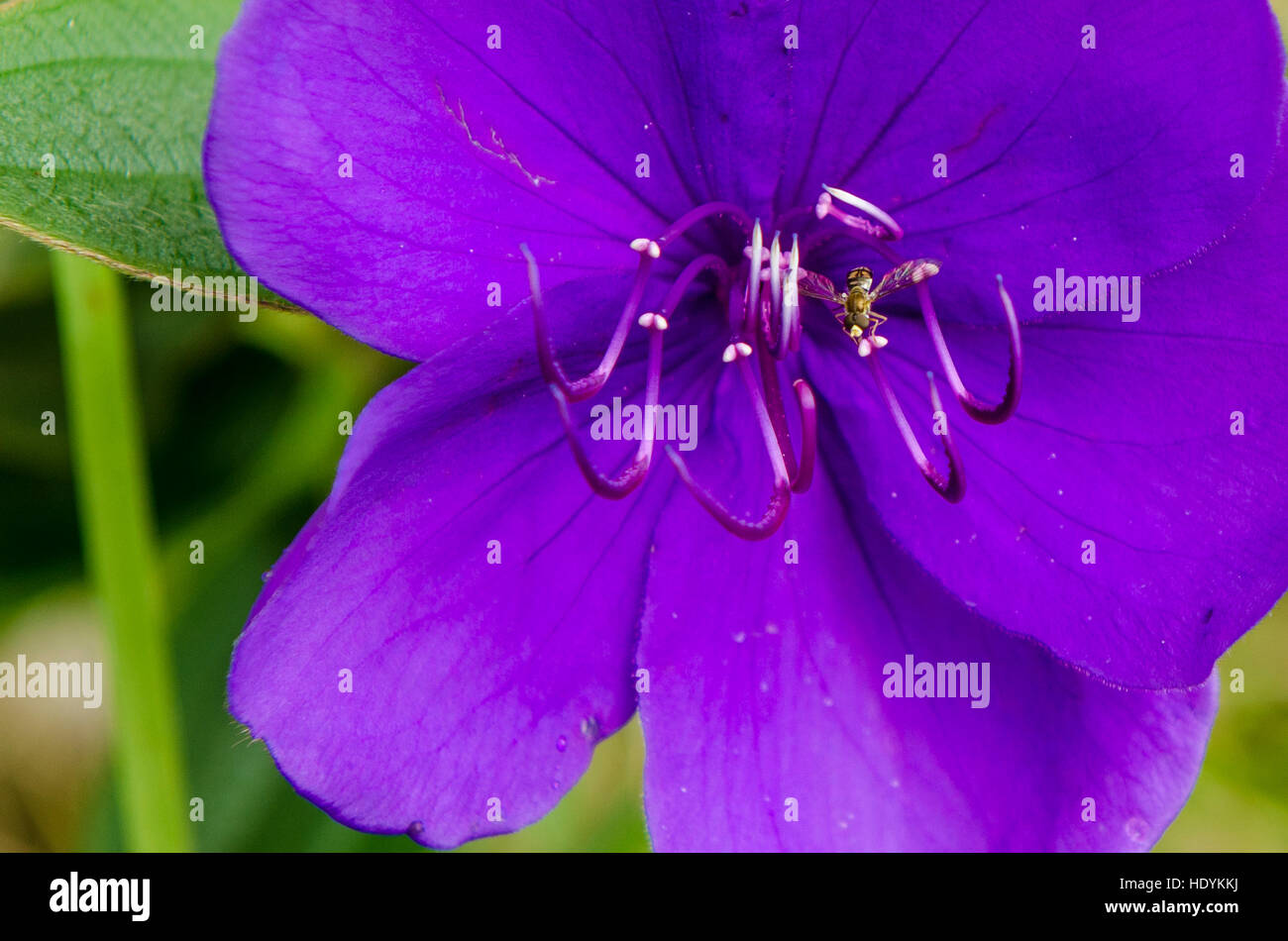 Kalalau valley flower hi-res stock photography and images - Alamy