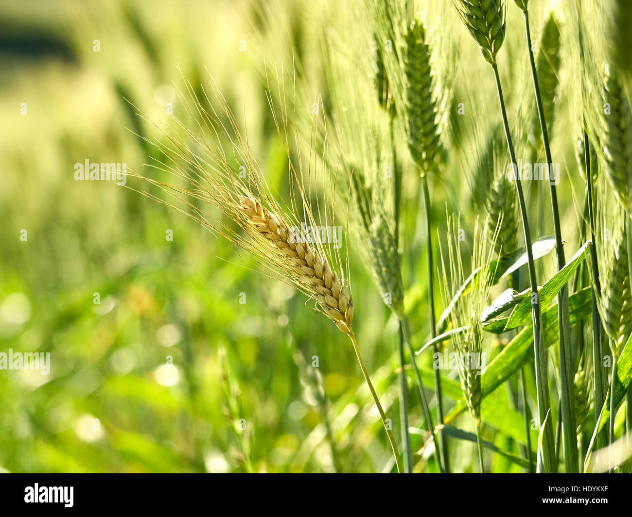 ear of wheat Stock Photo - Alamy