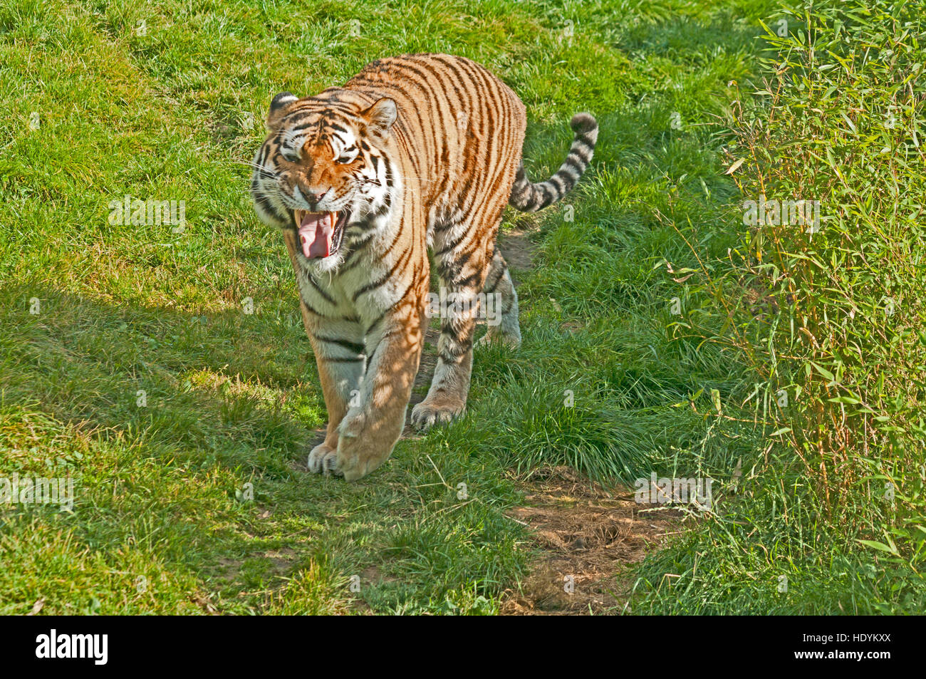 Amur Tiger, (Siberian Tiger), Panthera Tigris Altaica, East Russia ...