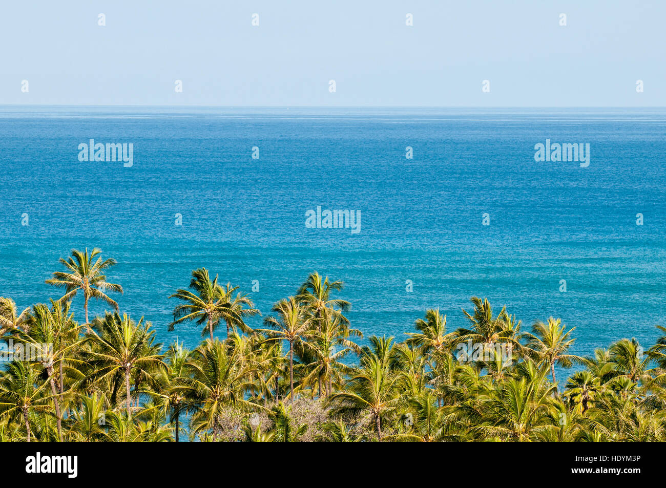 Palm trees on west coast Oahu, Hawaii Stock Photo - Alamy