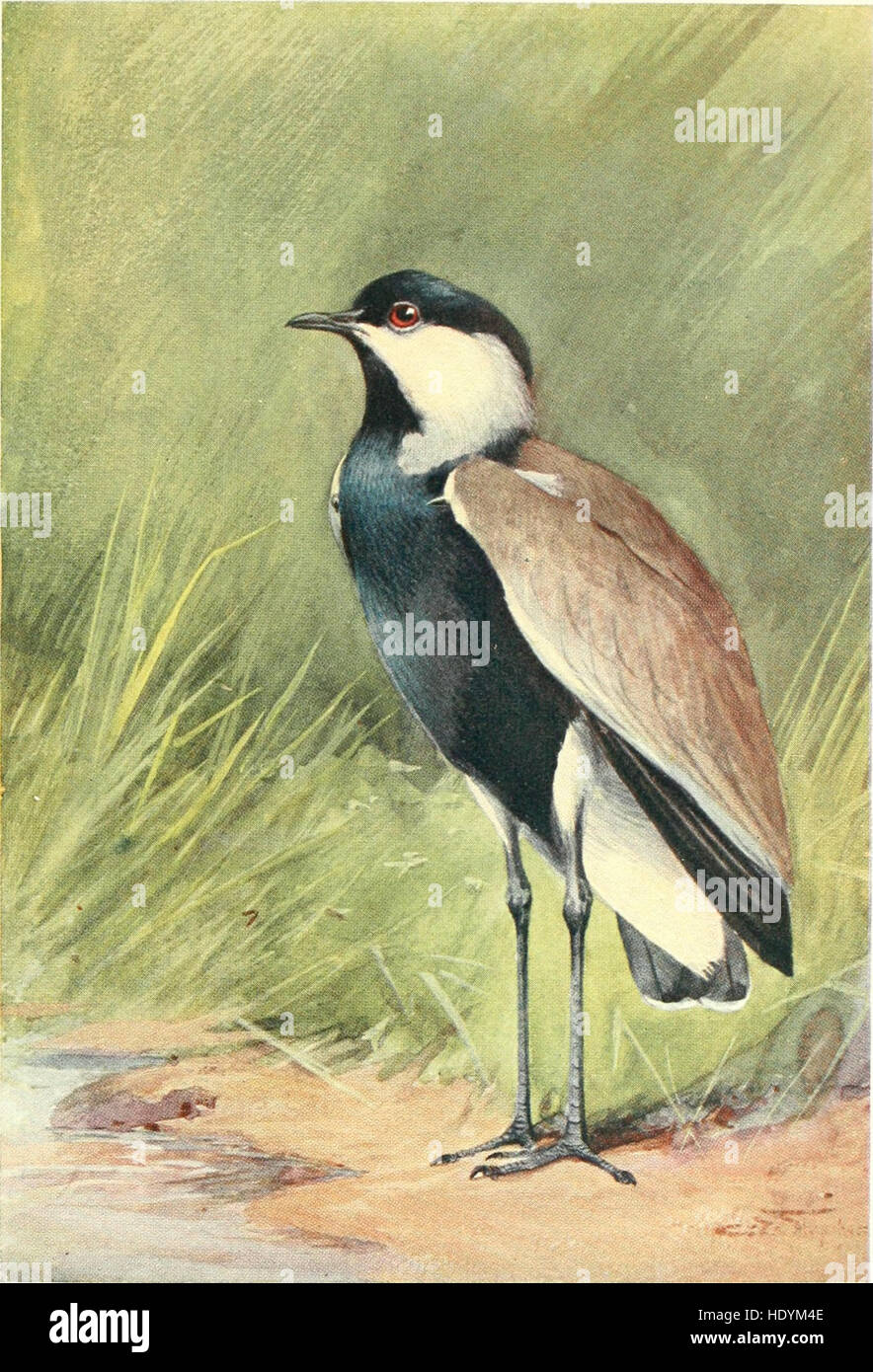 Egyptian birds hi-res stock photography and images - Alamy