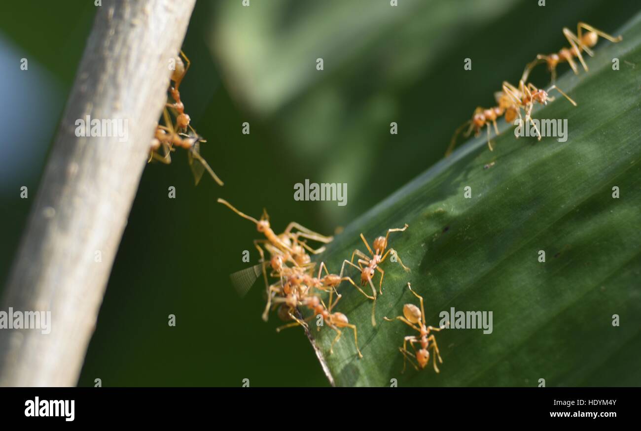 ants creating a bridge Stock Photo - Alamy