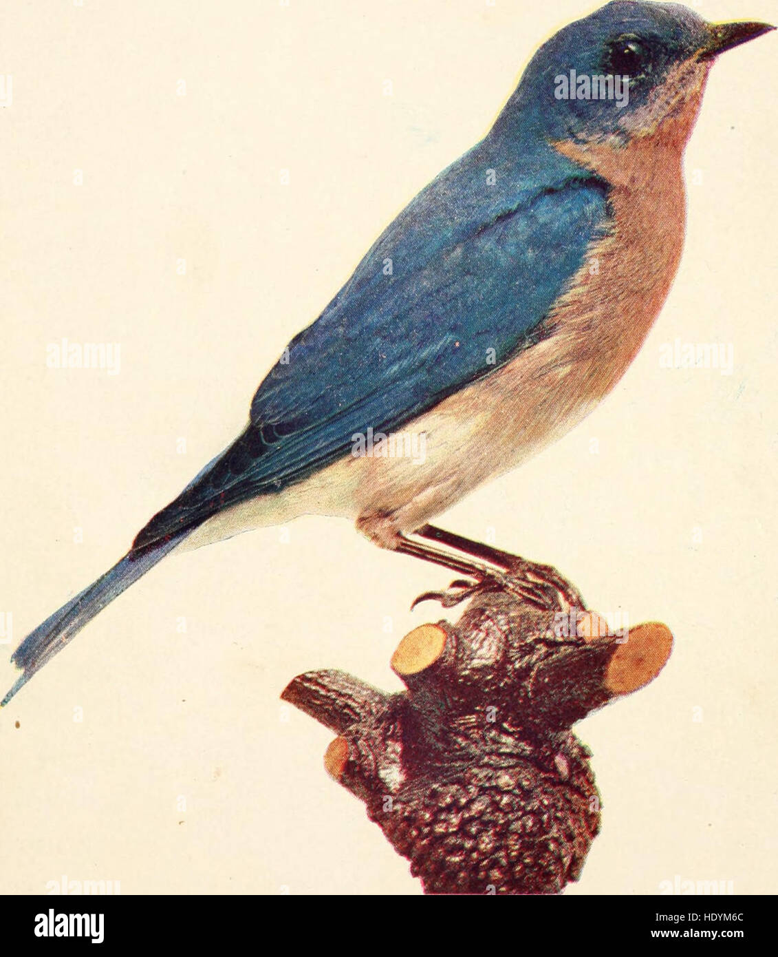 *Bird World* (1898) is an educational book designed for children ...