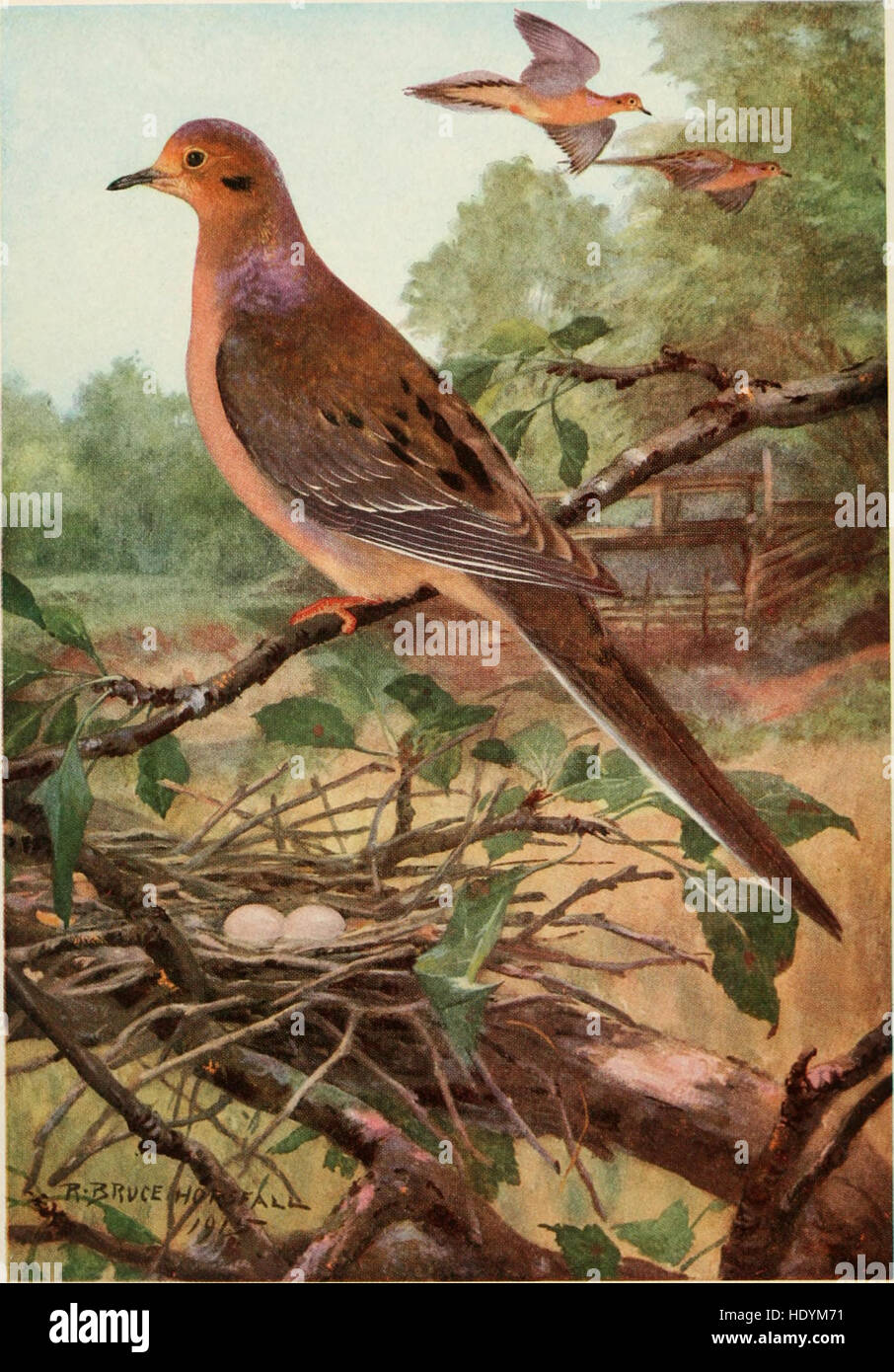 *Bird Biographies* (1923) offers detailed accounts of various bird ...