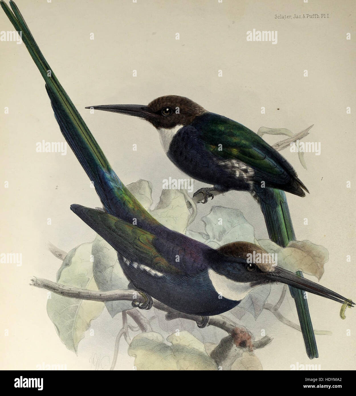 'A Monograph of the Jacamars and Puff-birds' (1882) provides a detailed ...