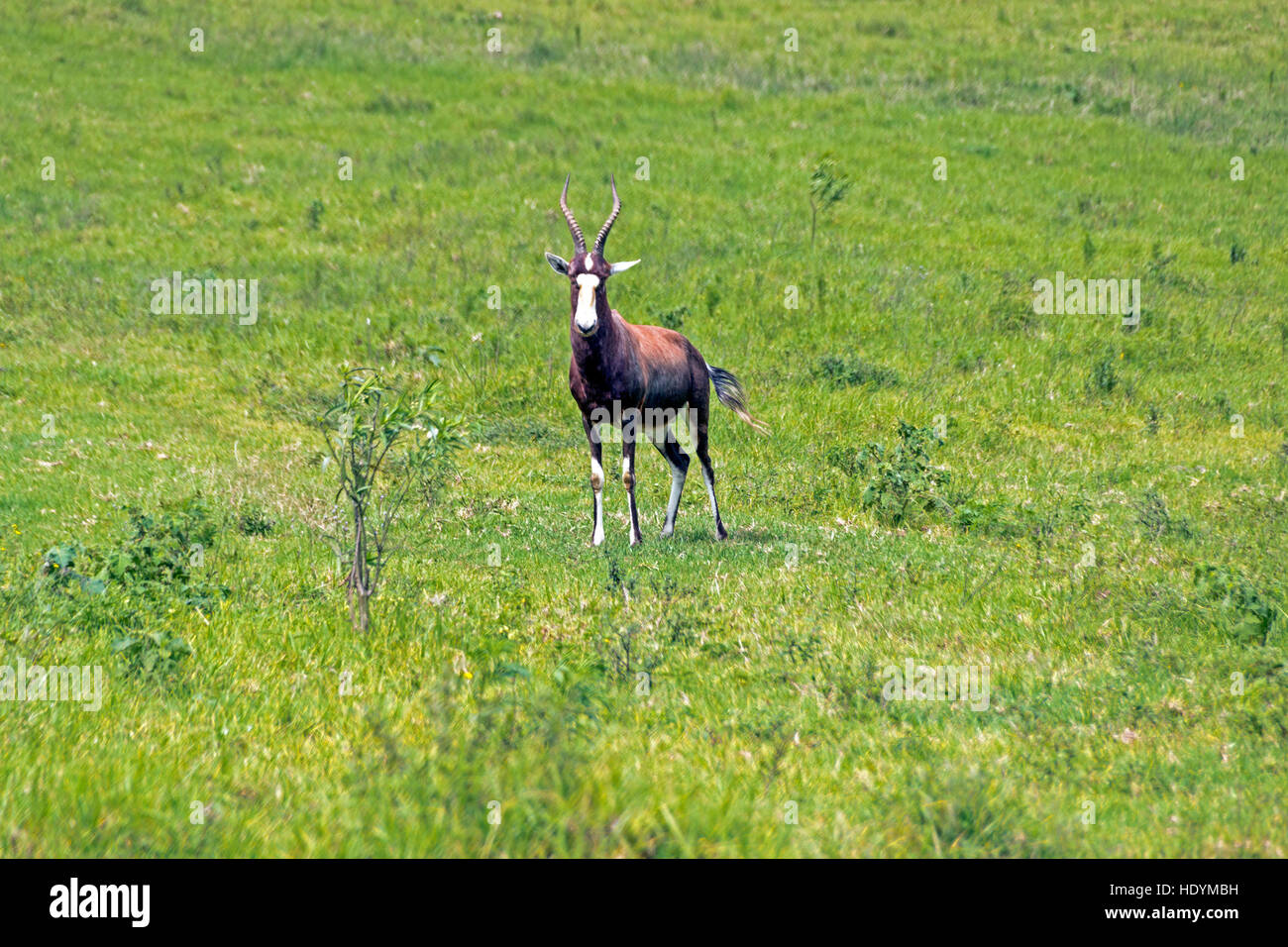 South African Bontebok on grassland which is an endangered species ...