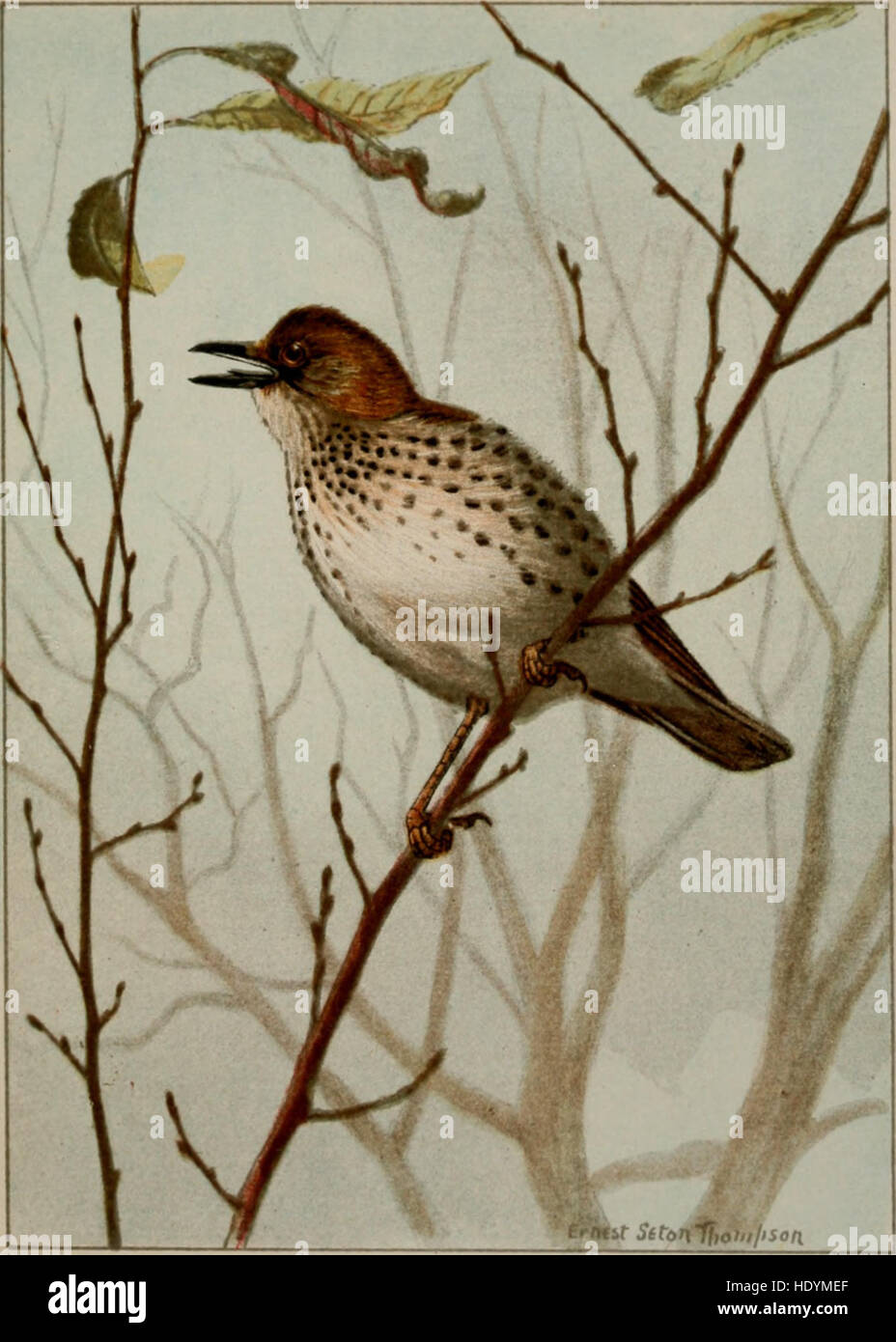 *Bird-life* (1900) is a guide dedicated to the study of common bird ...
