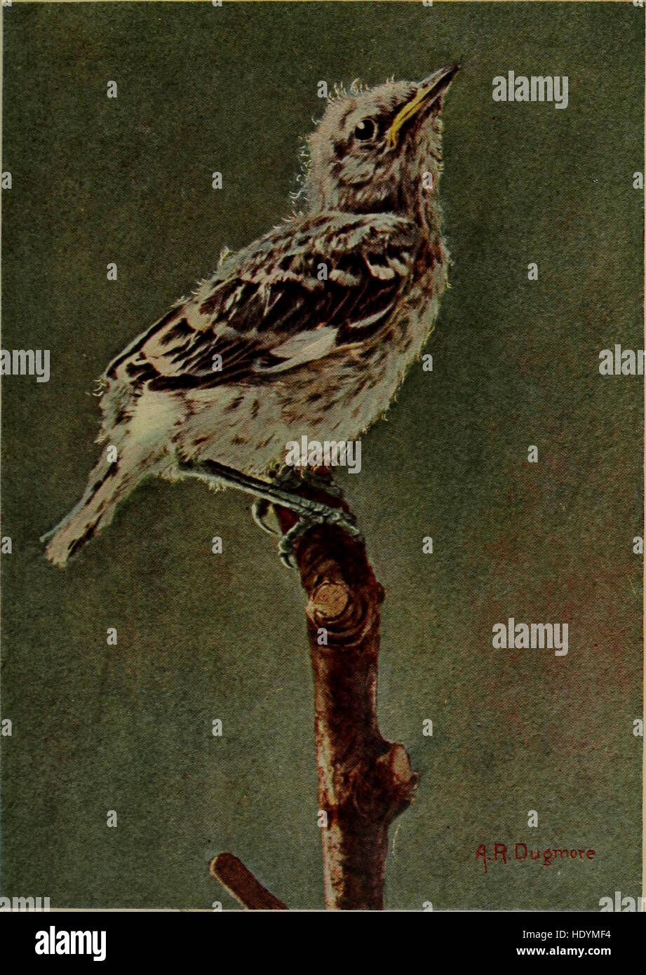 'Bob; the Story of Our Mocking Bird' (1902) tells the heartwarming tale ...