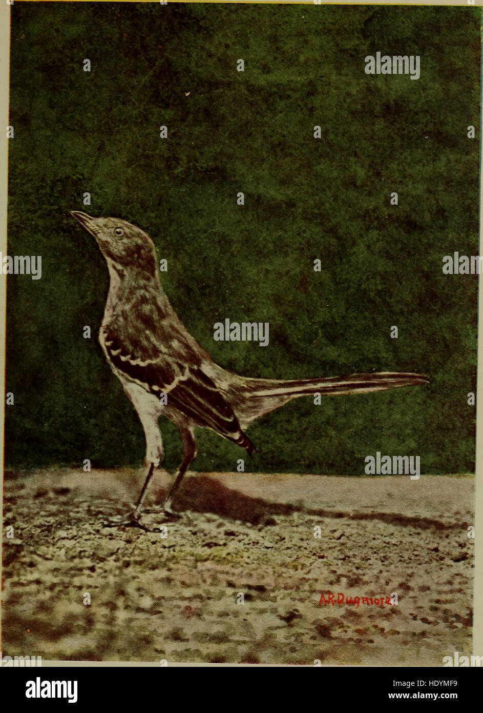 'Bob: The Story of Our Mockingbird' (1902) recounts the life and ...